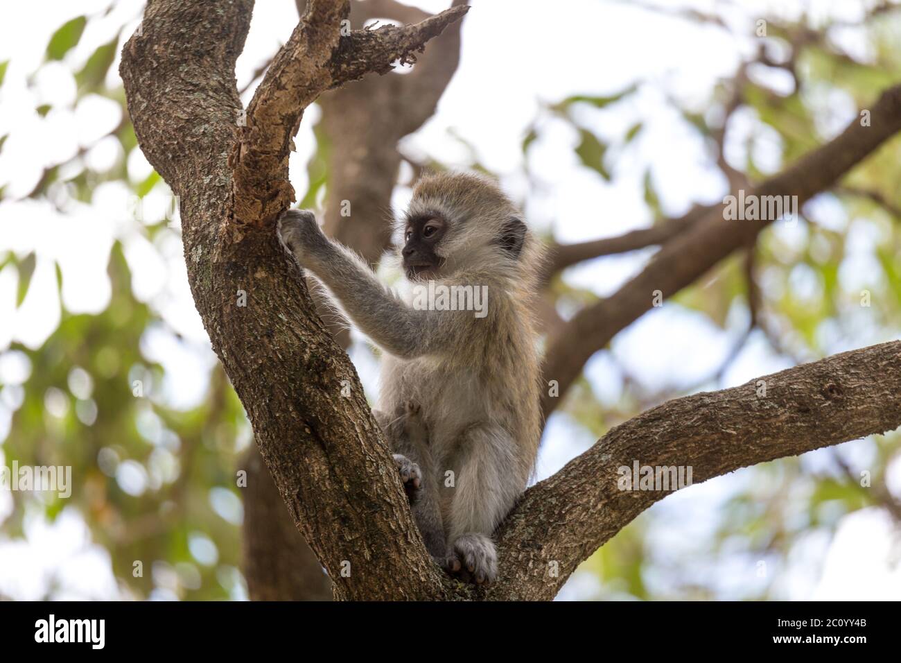 One little monkey is playing on the branch of a tree Stock Photo - Alamy