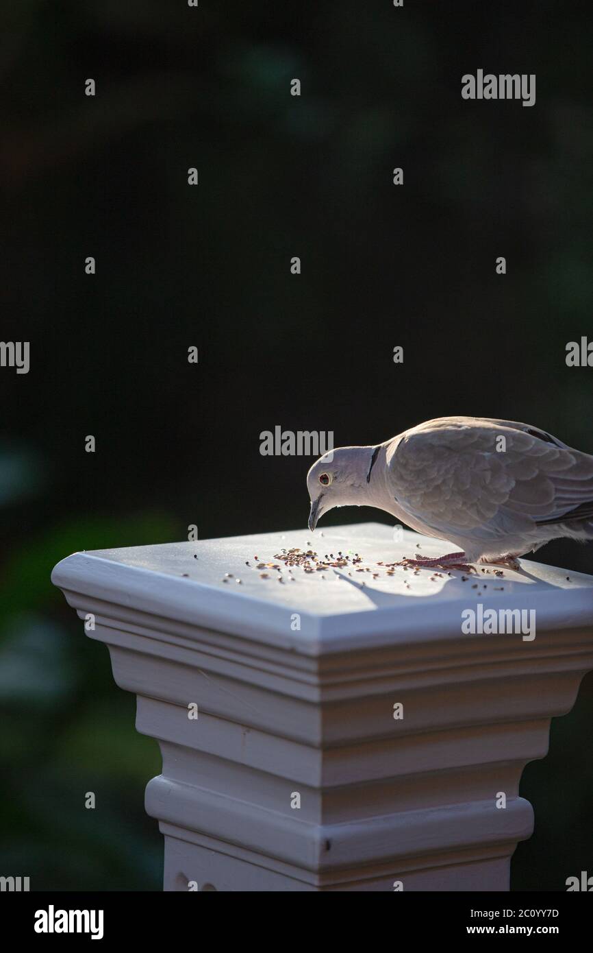 Eurasian Collared Dove (Streptopelia decaocto) eating seeds on a white ...