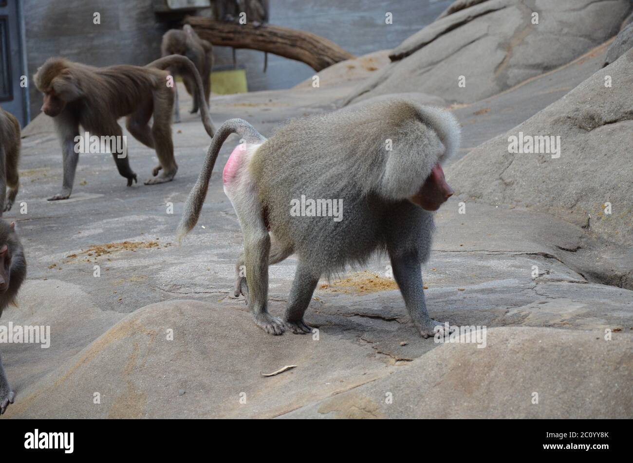 Monkey genitals hi-res stock photography and images - Alamy