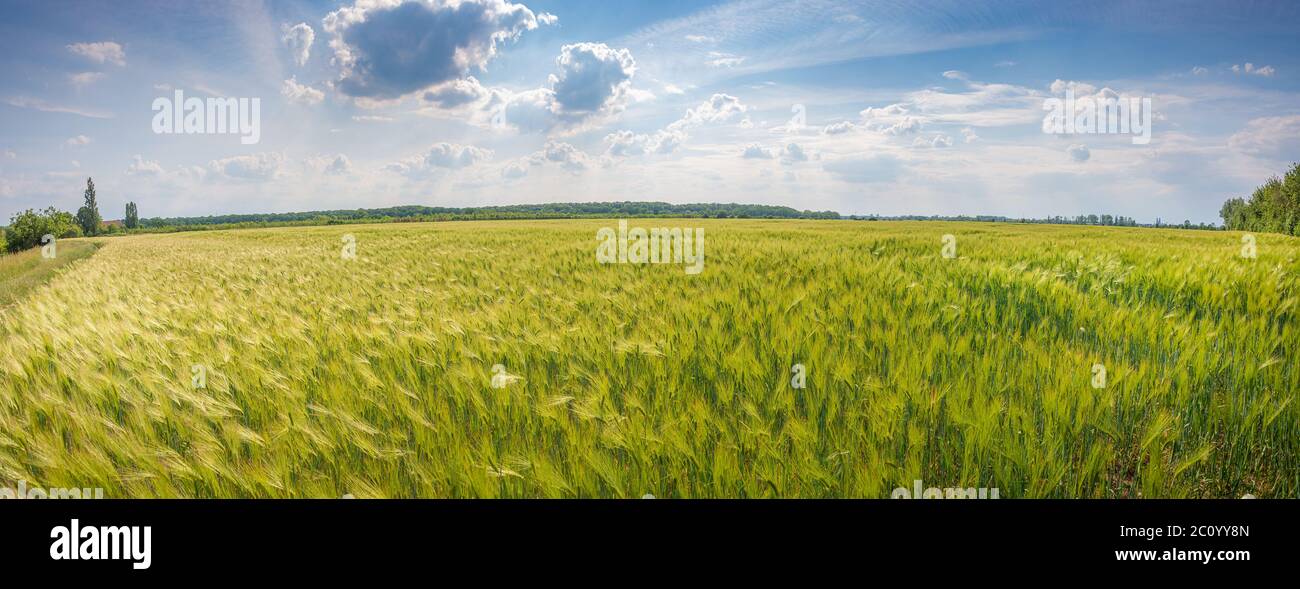 Wheat waves hi-res stock photography and images - Alamy