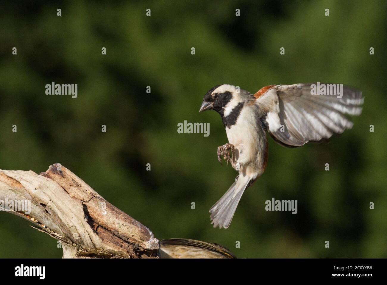 garden bird interaction Stock Photo - Alamy