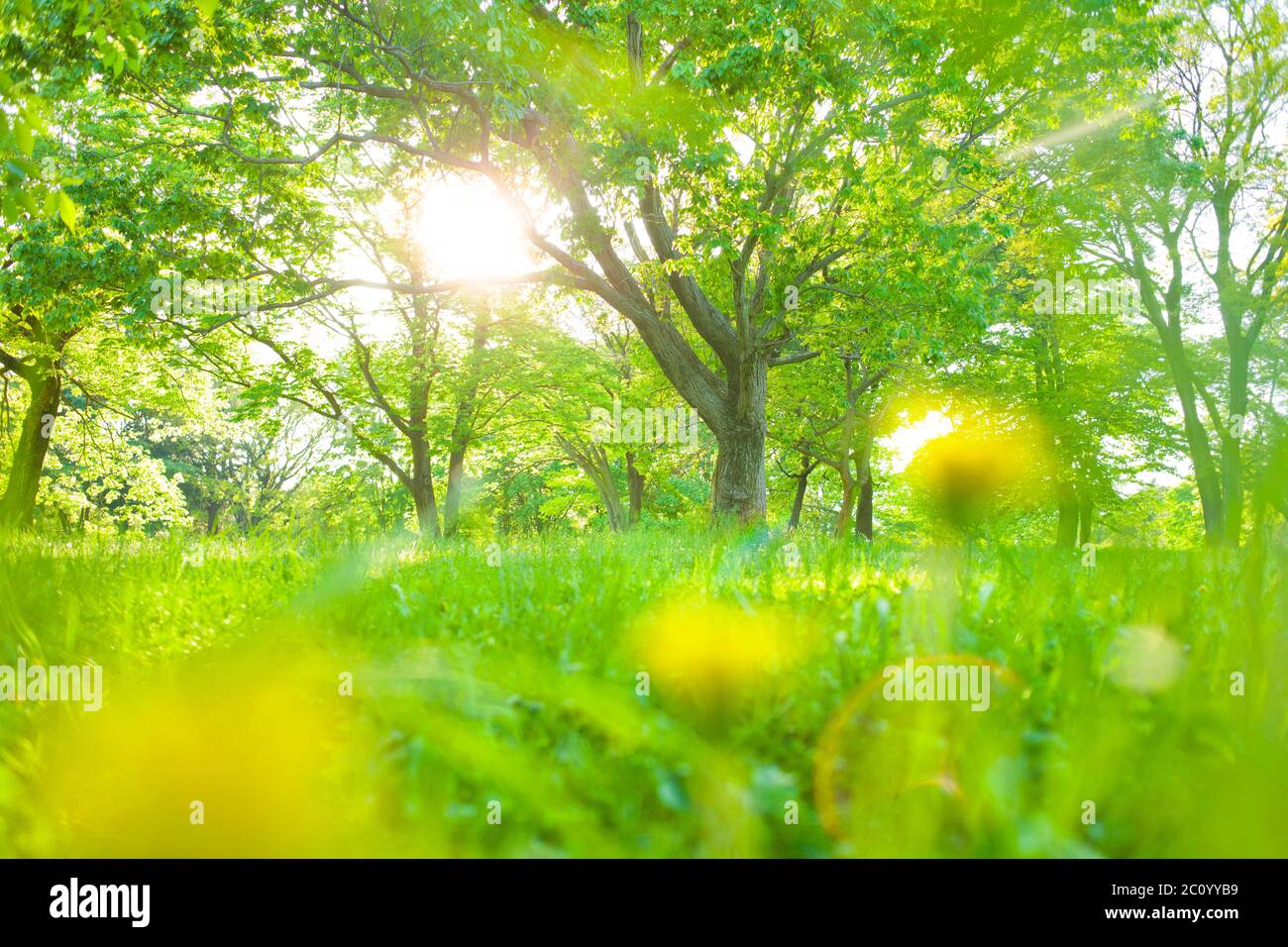 Sunshine natural hi-res stock photography and images - Alamy