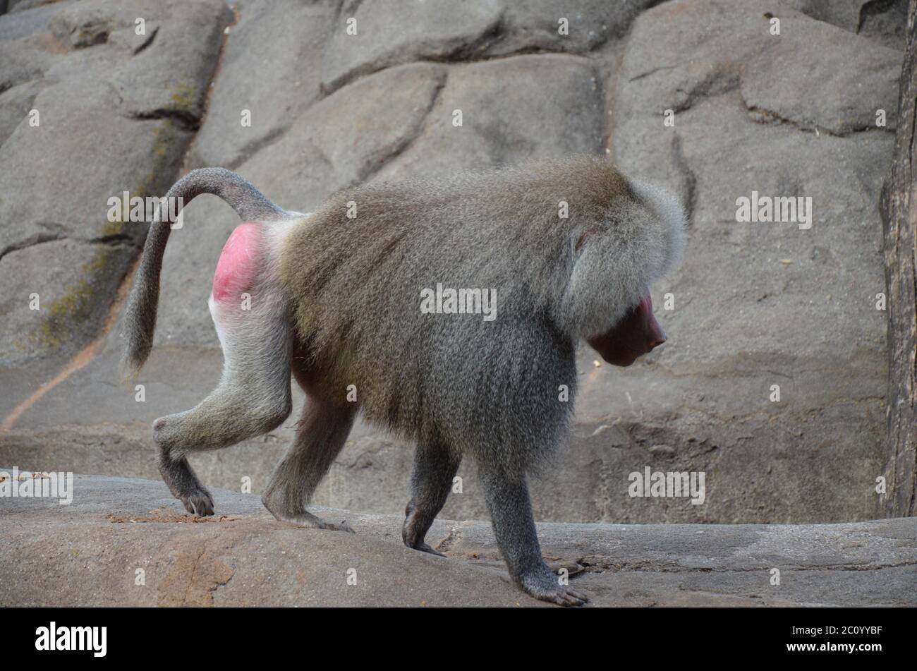 Monkey genitals hi-res stock photography and images - Alamy