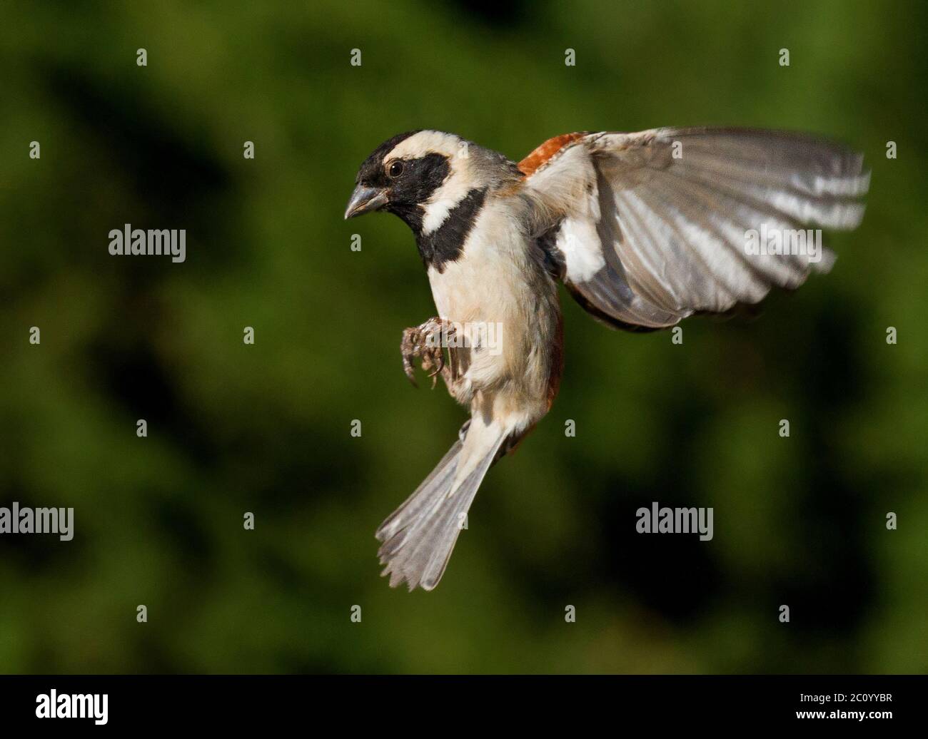 garden bird interaction Stock Photo - Alamy