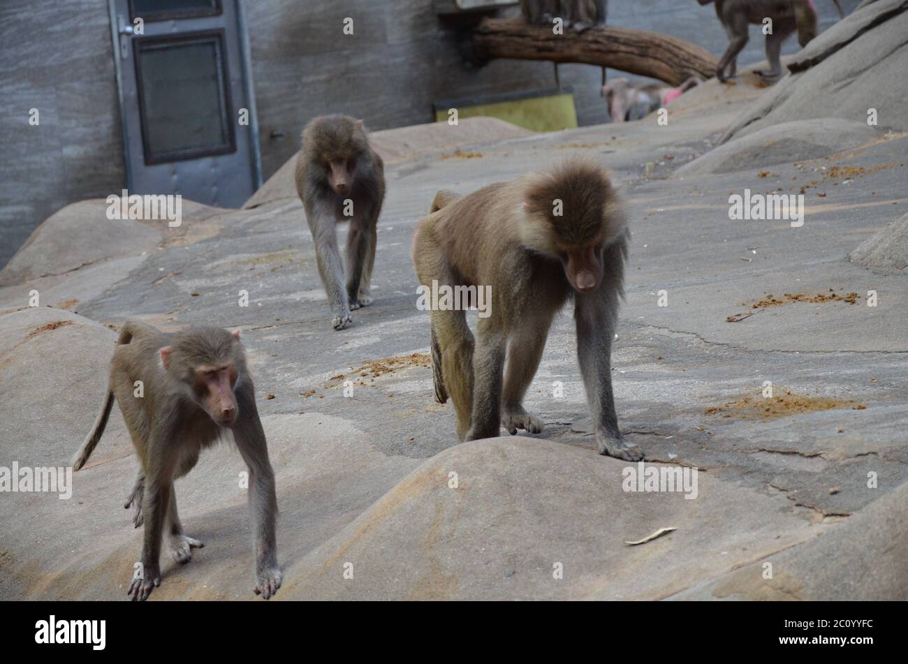 Monkey genitals hi-res stock photography and images - Alamy