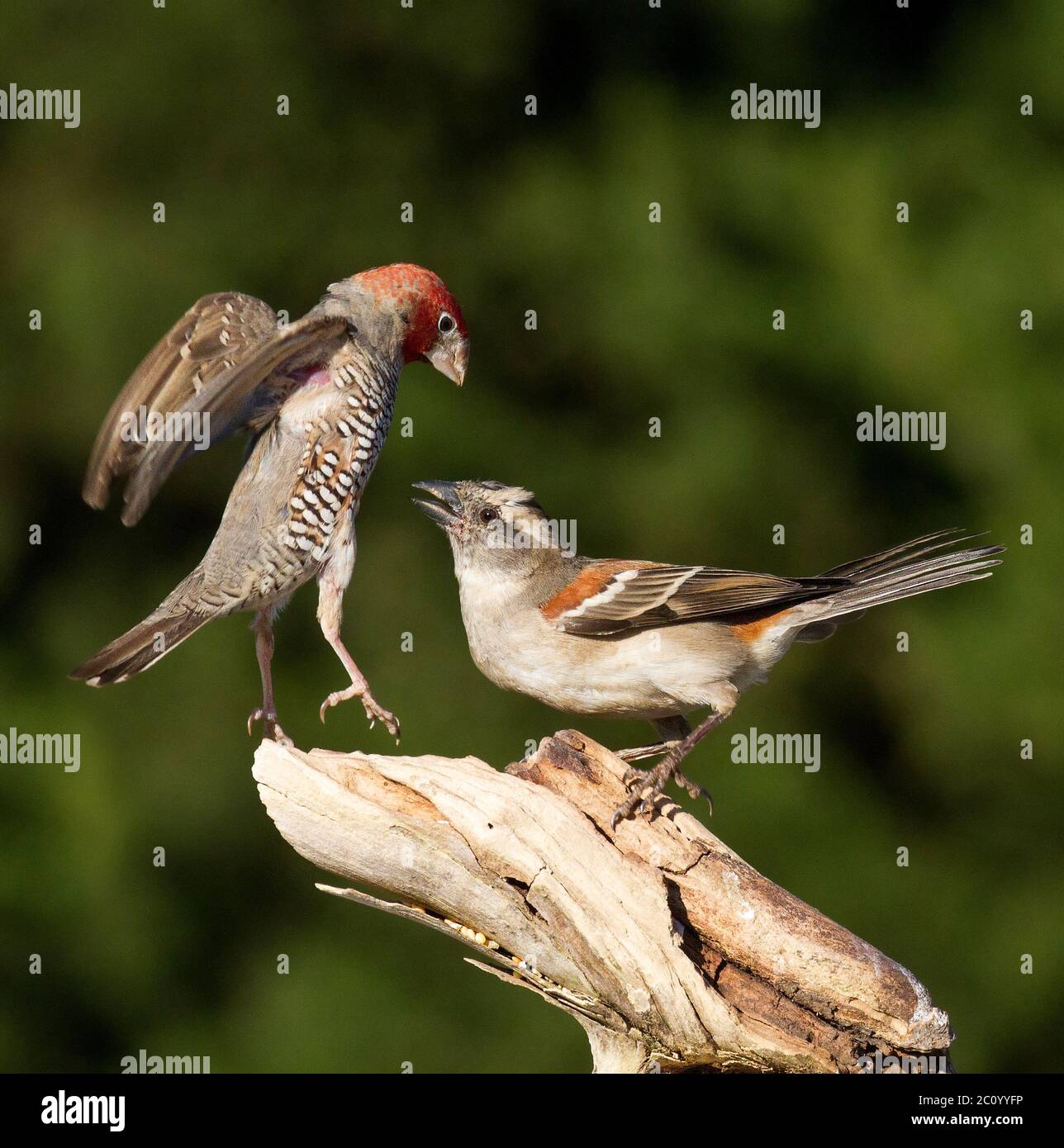 garden bird interaction Stock Photo - Alamy