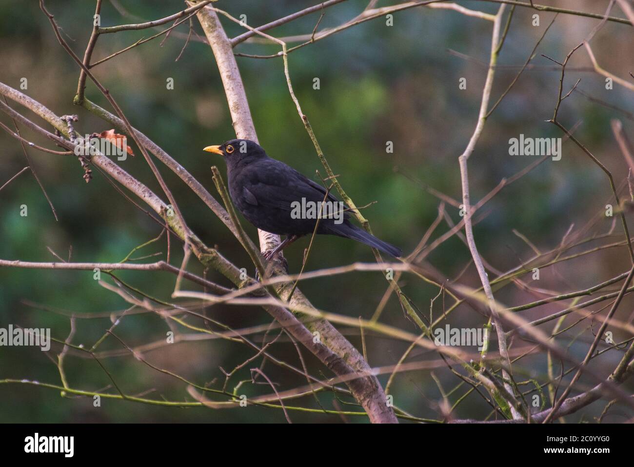 Beautiful Blackbird in a natural enviroment Stock Photo - Alamy