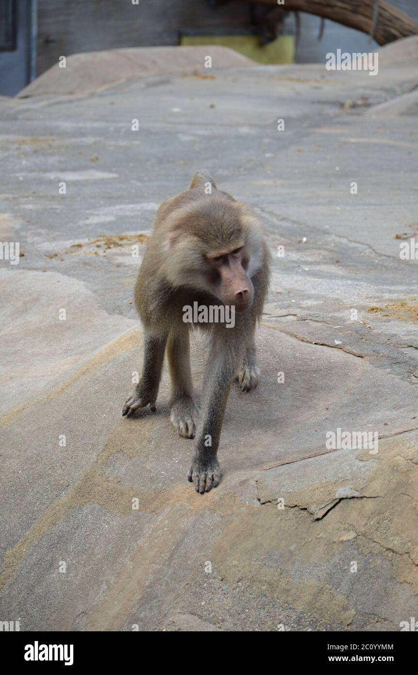 Monkey genitals hi-res stock photography and images - Alamy