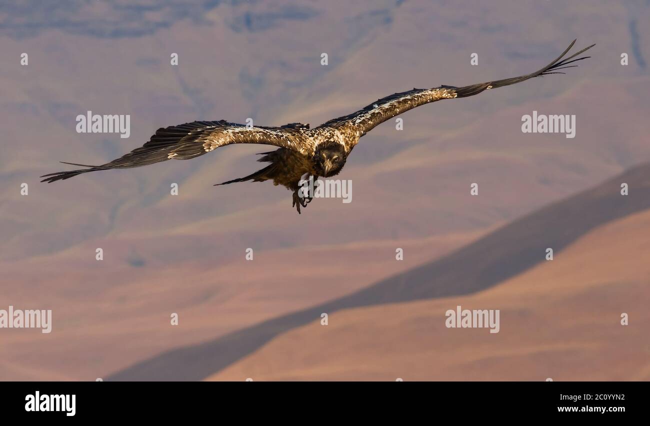 bearded vulture in flight Stock Photo - Alamy