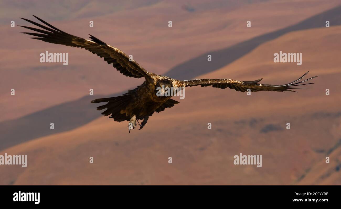 bearded vulture in flight Stock Photo - Alamy
