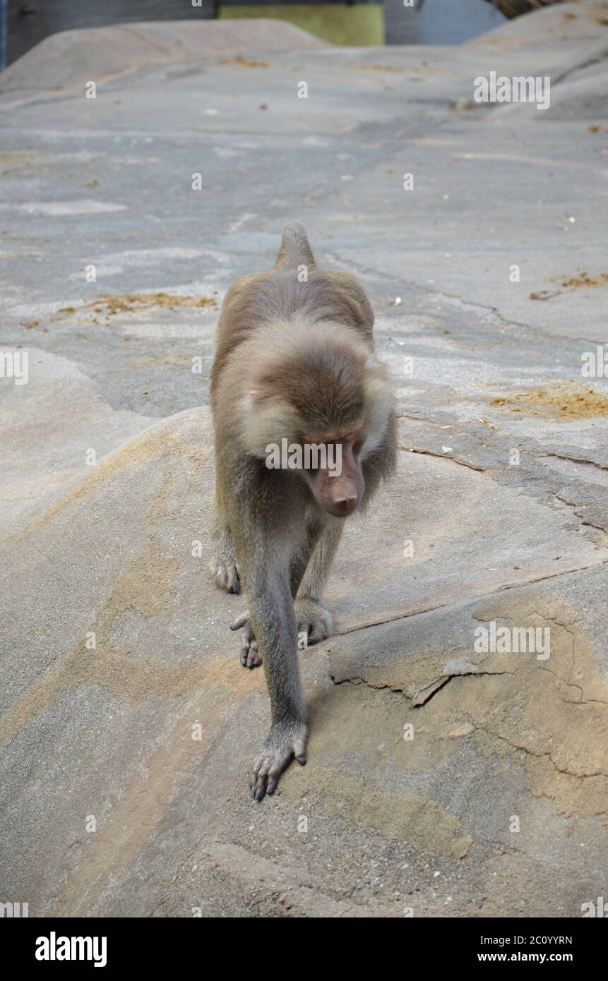 Monkey genitals hi-res stock photography and images - Alamy