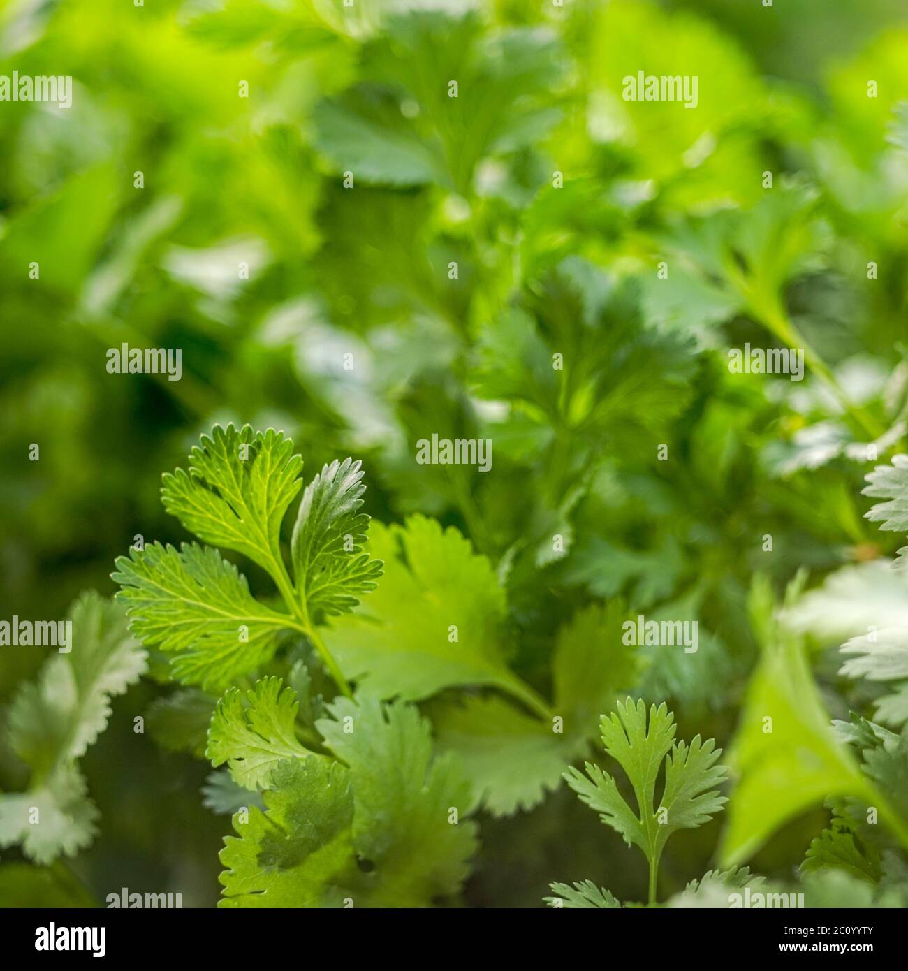 Fresh green parsley bushes, close up background Stock Photo - Alamy
