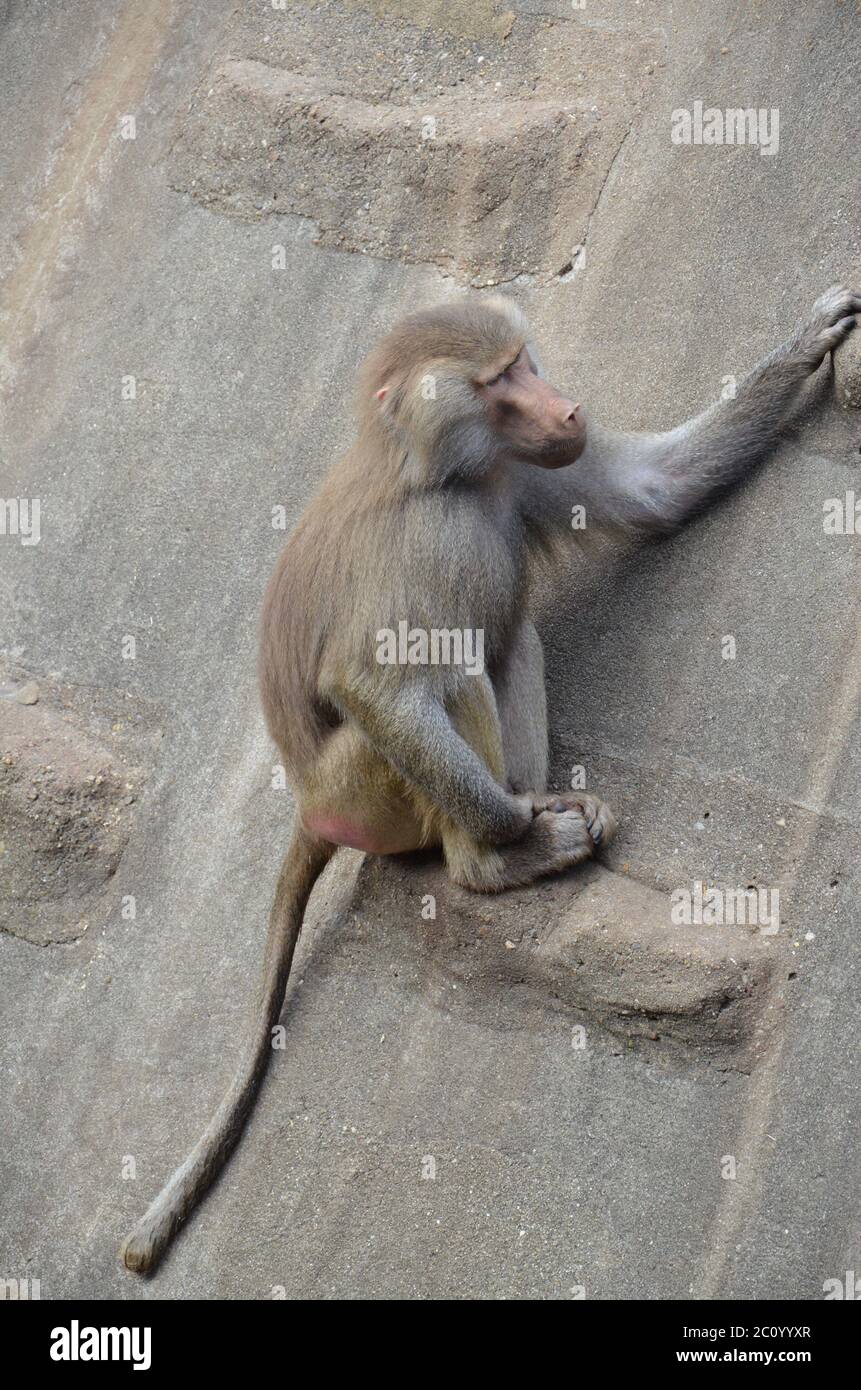 Monkey genitals hi-res stock photography and images - Alamy