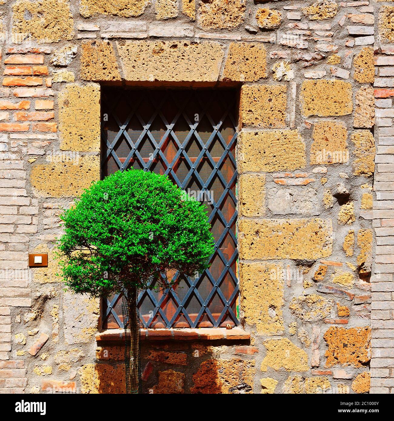 Ornamental tree hi-res stock photography and images - Alamy