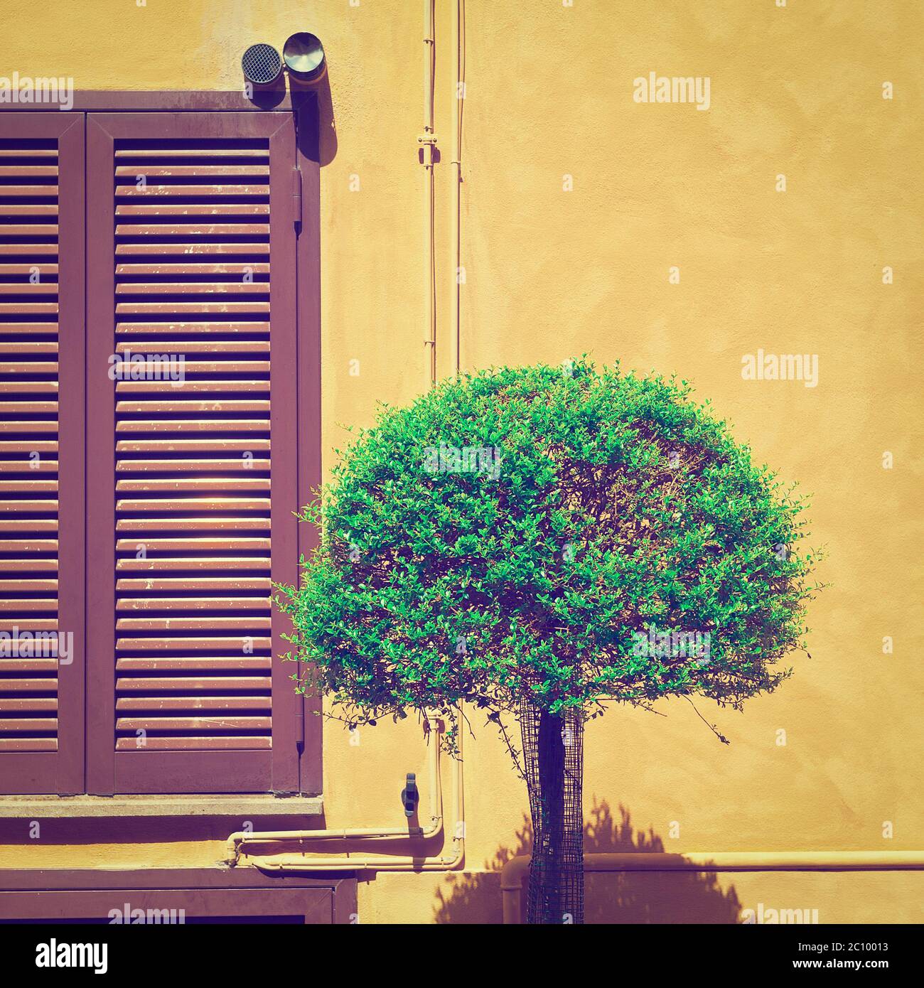 Tree ornamental hi-res stock photography and images - Alamy