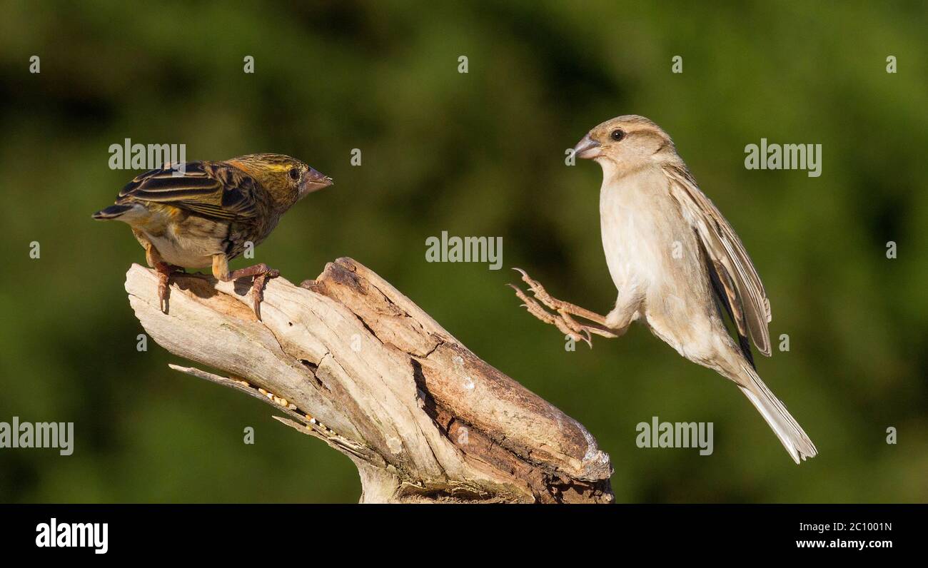 garden bird interaction Stock Photo - Alamy