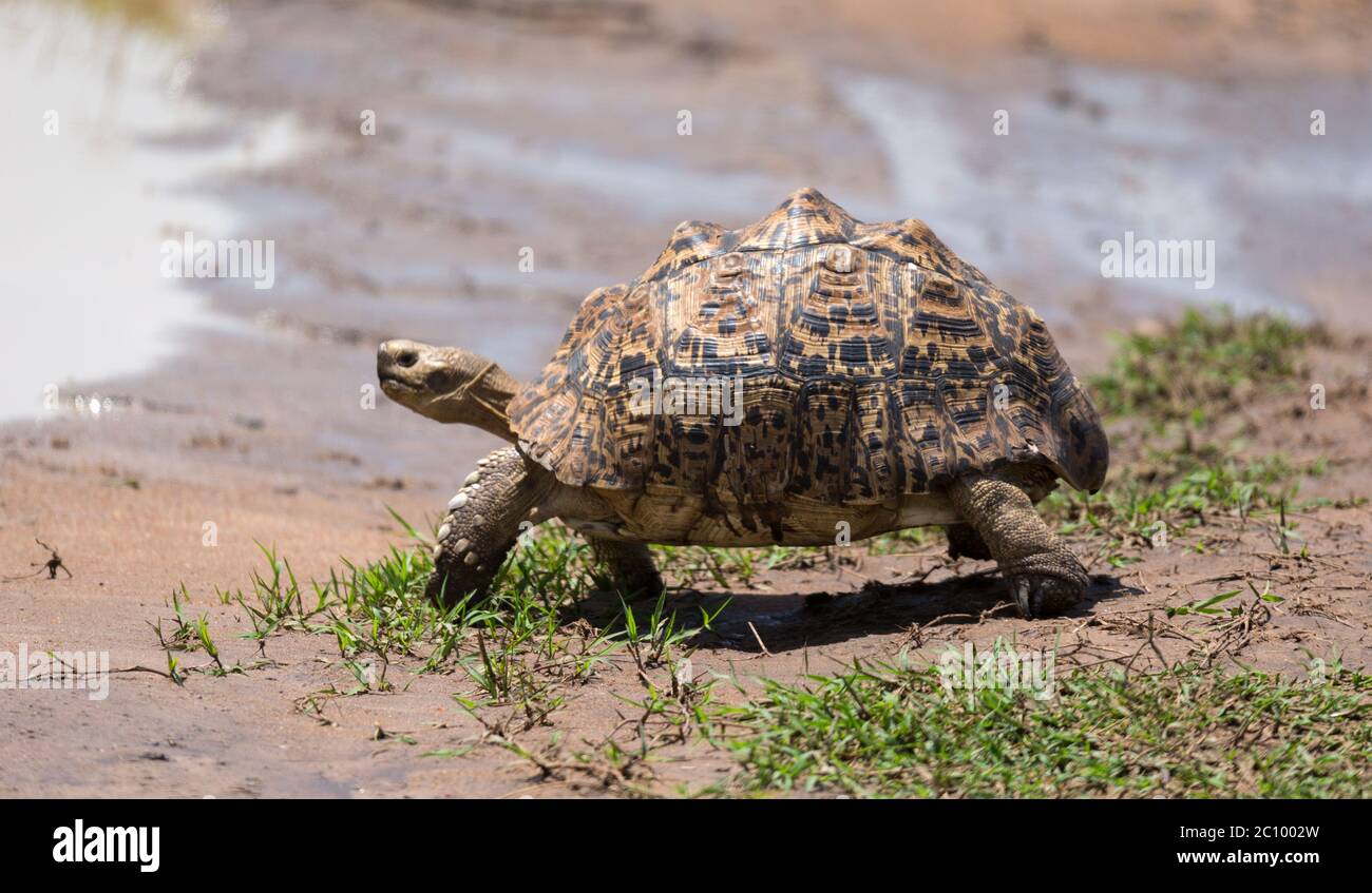 One little turtle walking hi-res stock photography and images - Alamy