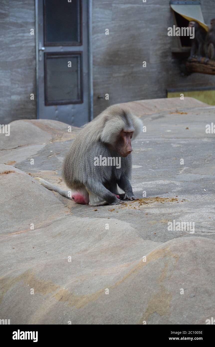 Monkey genitals hi-res stock photography and images - Alamy