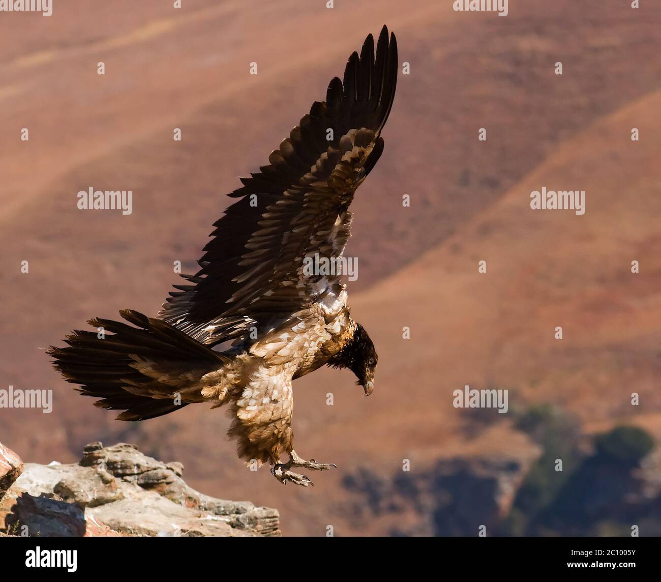 bearded vulture in flight Stock Photo - Alamy