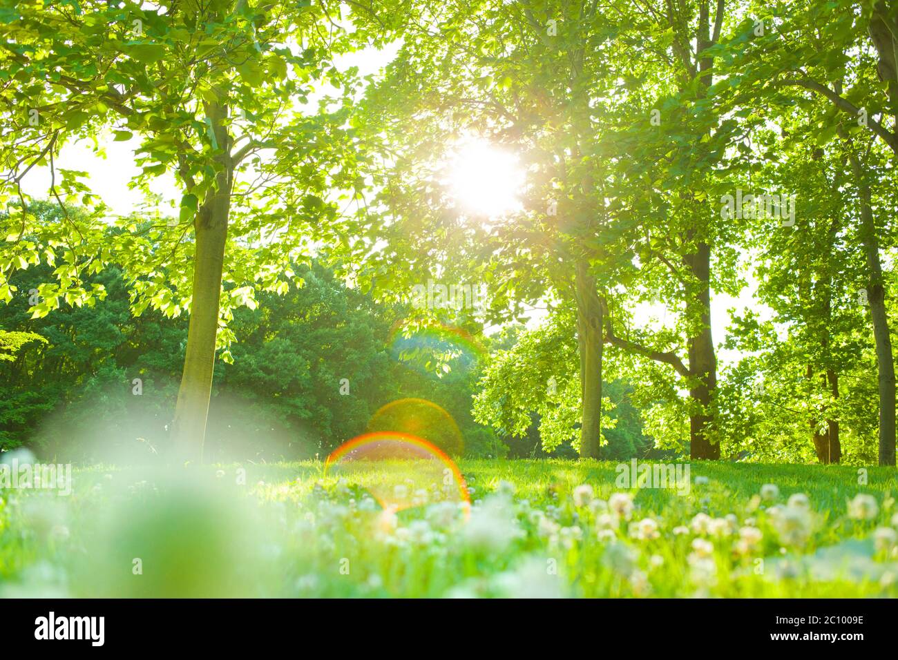 Sunshine natural hi-res stock photography and images - Alamy