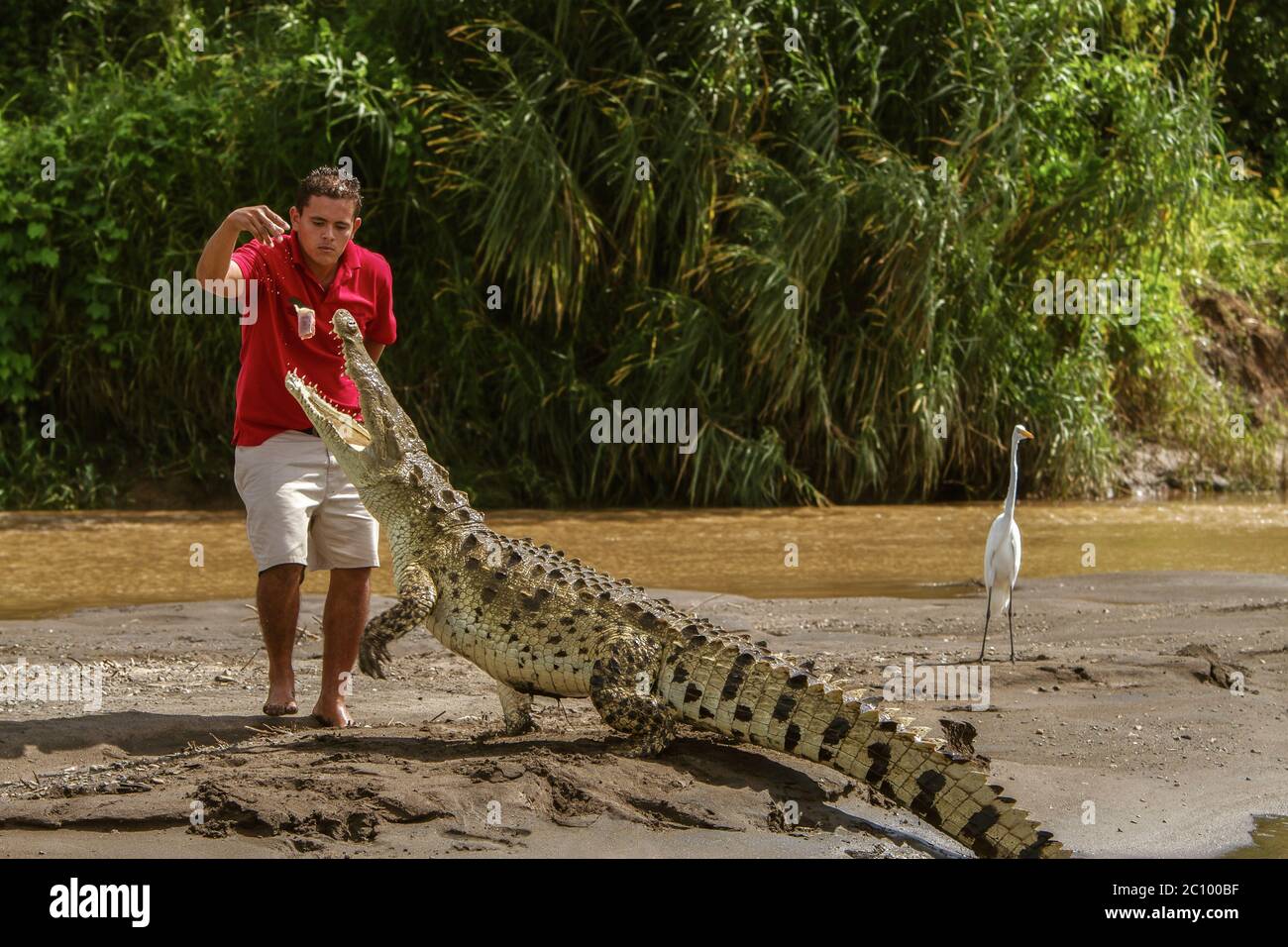 Man Bitten By Crocodile