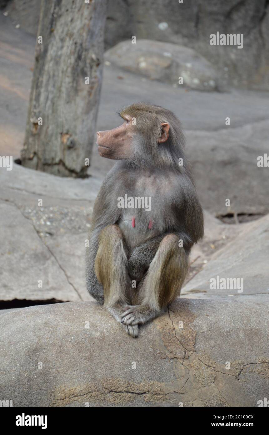 Monkey genitals hi-res stock photography and images - Alamy