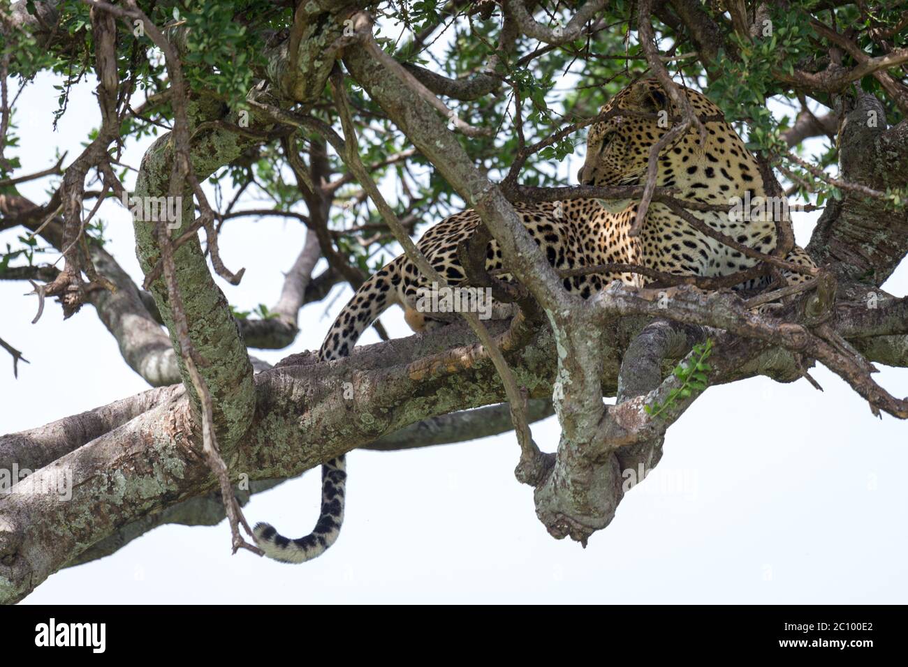 One leopard lies on the branches of a tree Stock Photo - Alamy