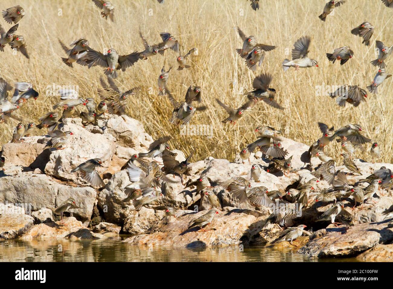 swarm of quela small birds Stock Photo - Alamy
