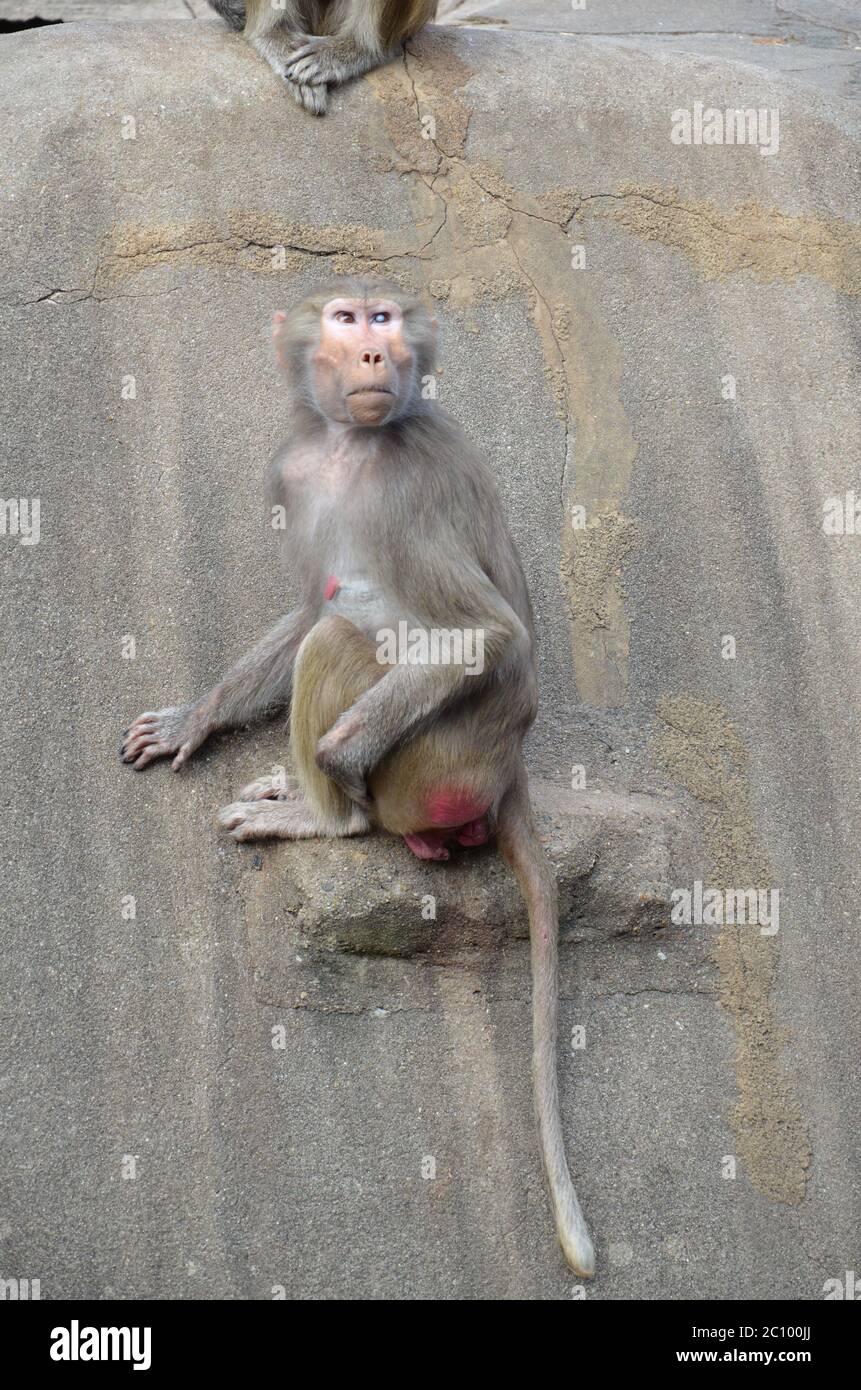 Monkey genitals hi-res stock photography and images - Alamy