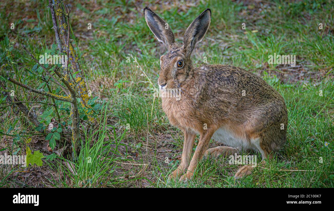 Portrait of a big brown hare with long ears and tall paws at green ...