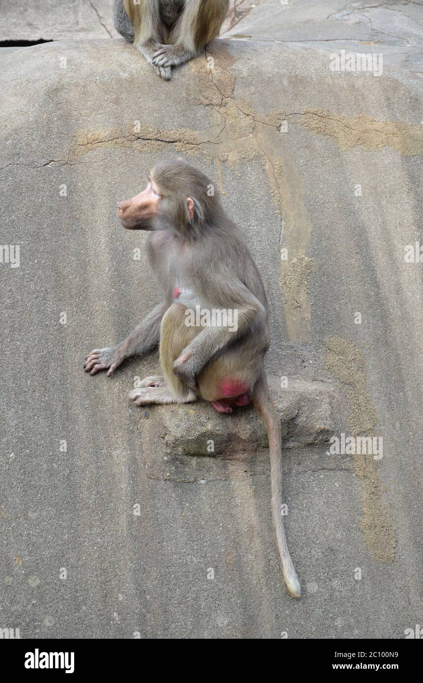 Monkey genitals hi-res stock photography and images - Alamy