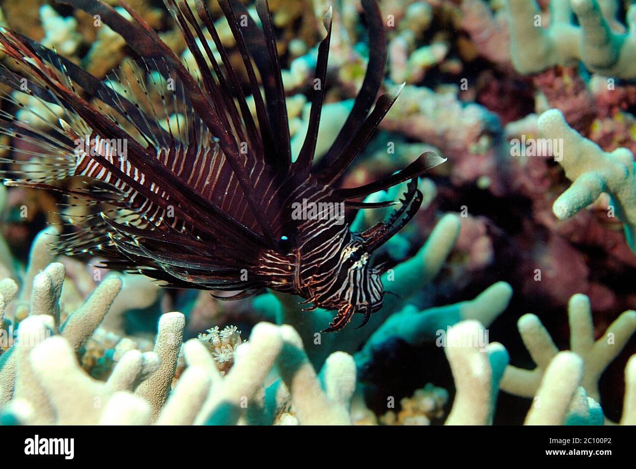 Poisonous Fish High Resolution Stock Photography and Images - Alamy