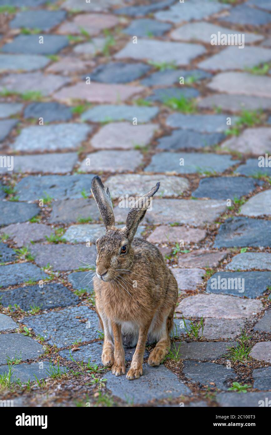 Paws paving hi-res stock photography and images - Alamy