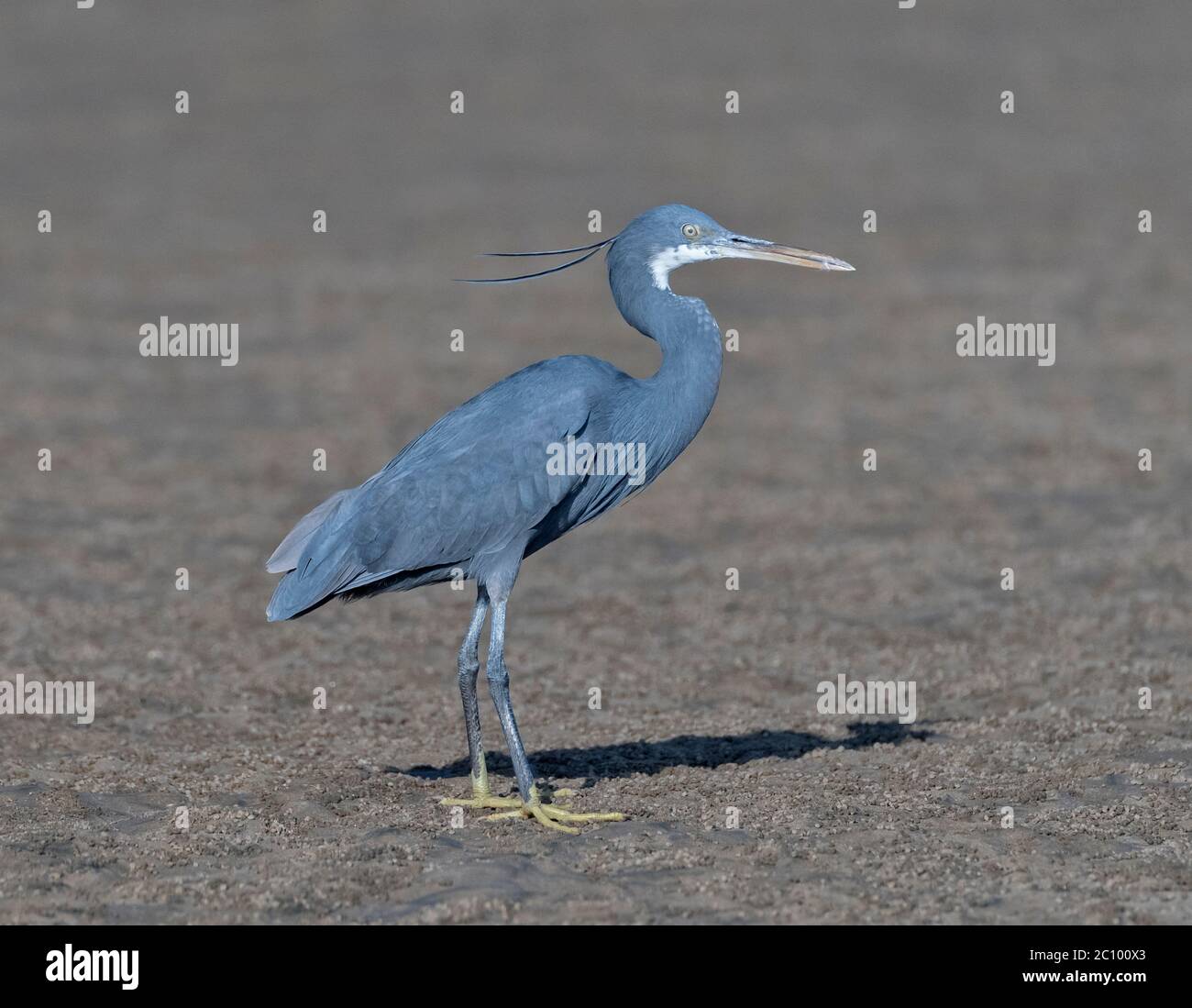 A western reef egret at a beach in India Stock Photo - Alamy