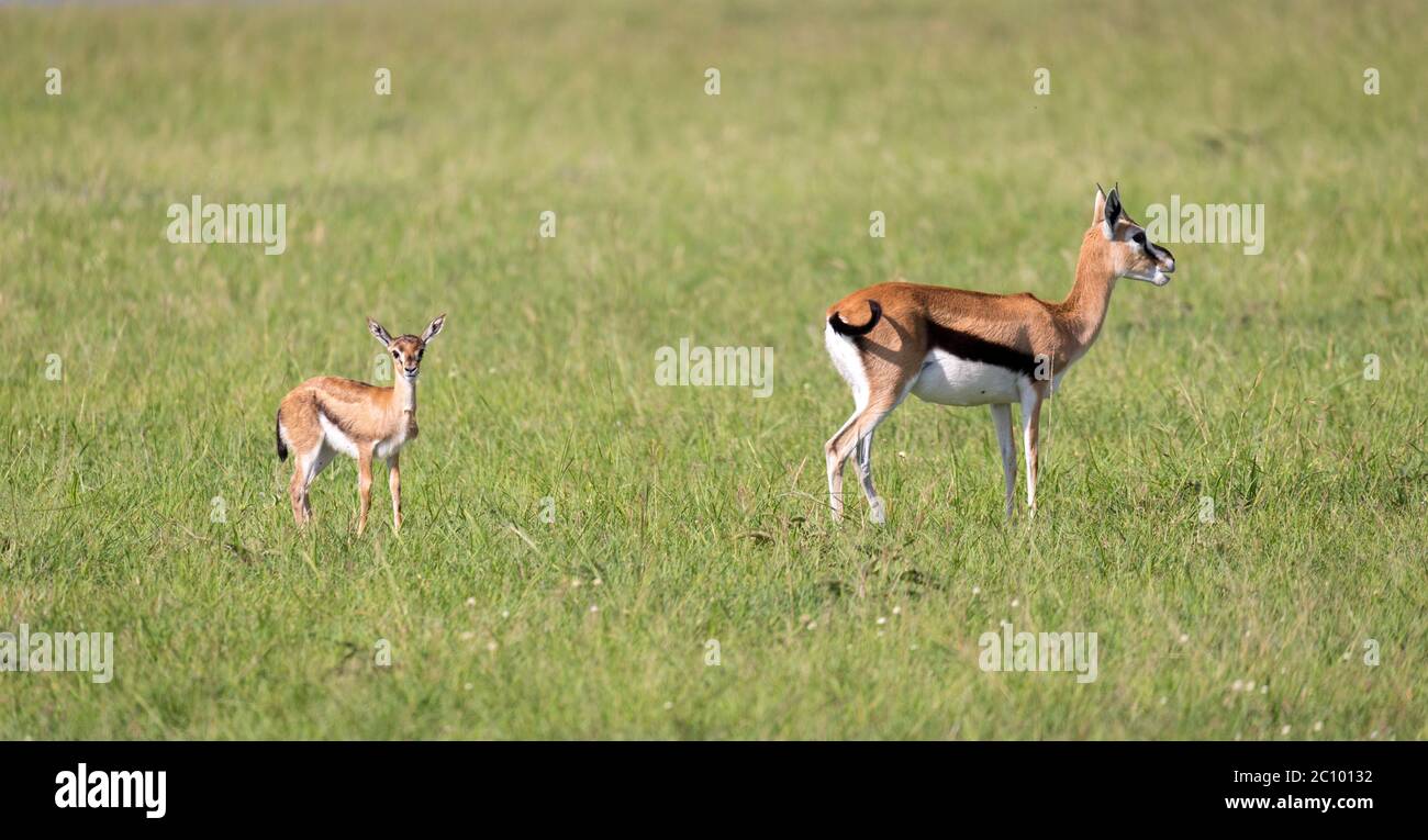 The family of Thomson gazelles in the savannah of Kenya Stock Photo - Alamy