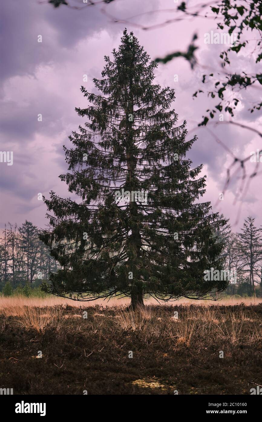 Lonely pine tree in a field with dark clouds and sky, dramatic sad ...