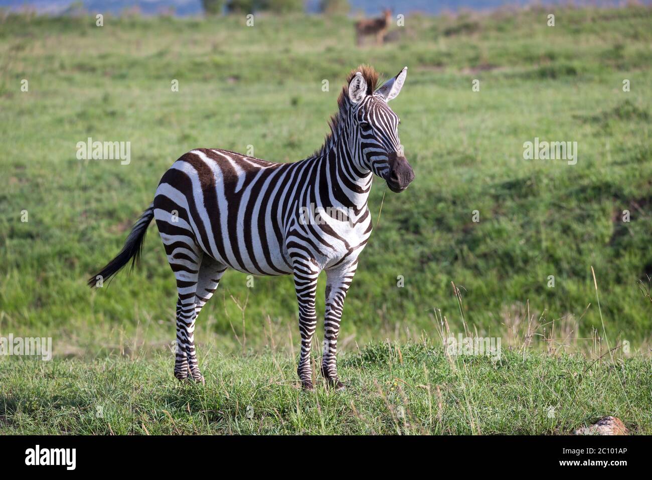 One zebra in the green landscape of a national park in Kenya Stock ...