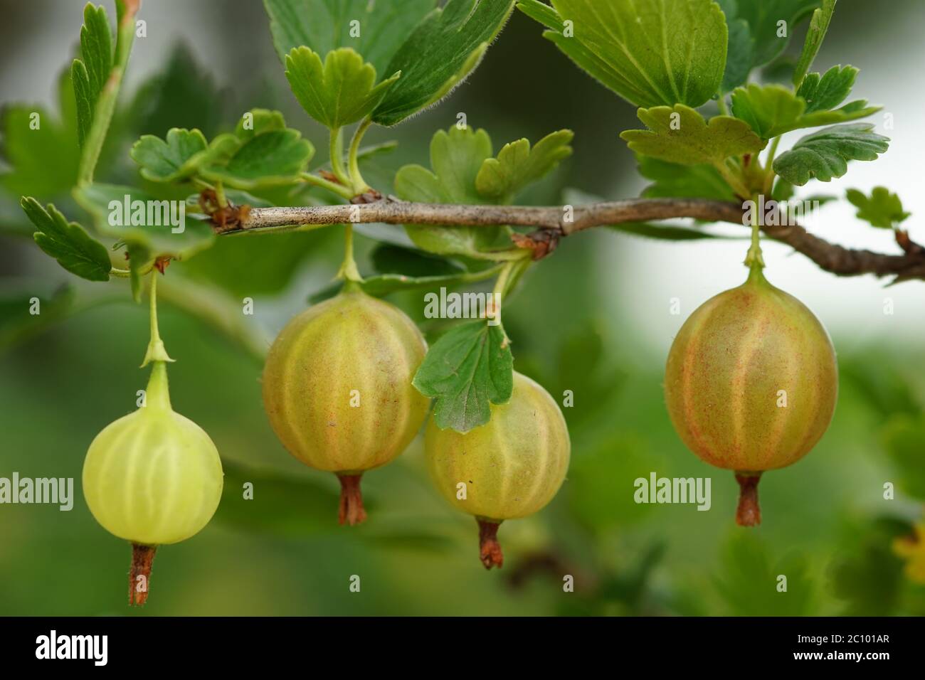 Four green ripe gooseberries grow on a bush. Side view Stock Photo - Alamy