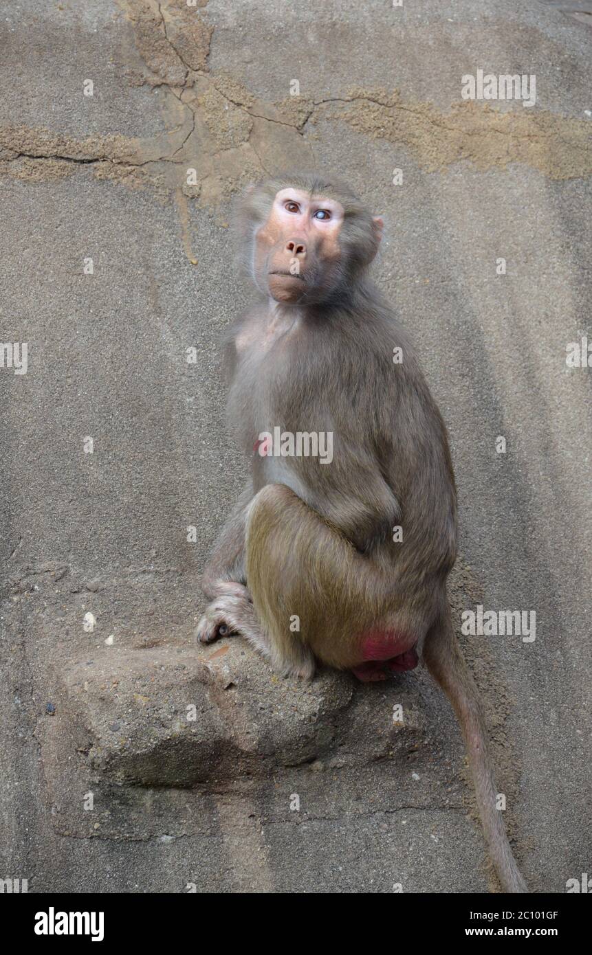 Monkey genitals hi-res stock photography and images - Alamy