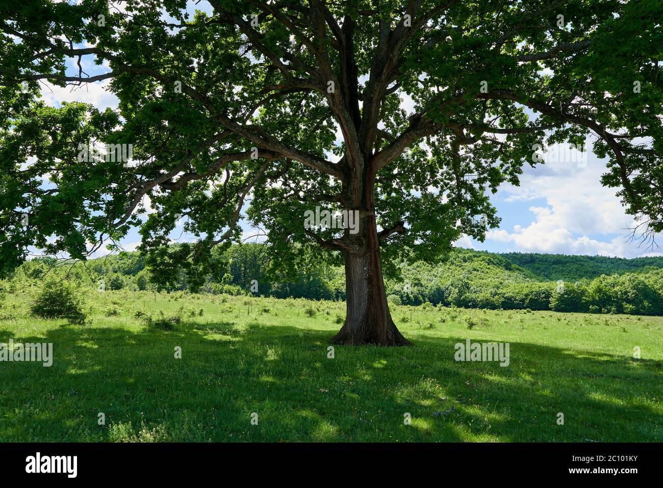 Big oak tree in front of the forest Stock Photo - Alamy