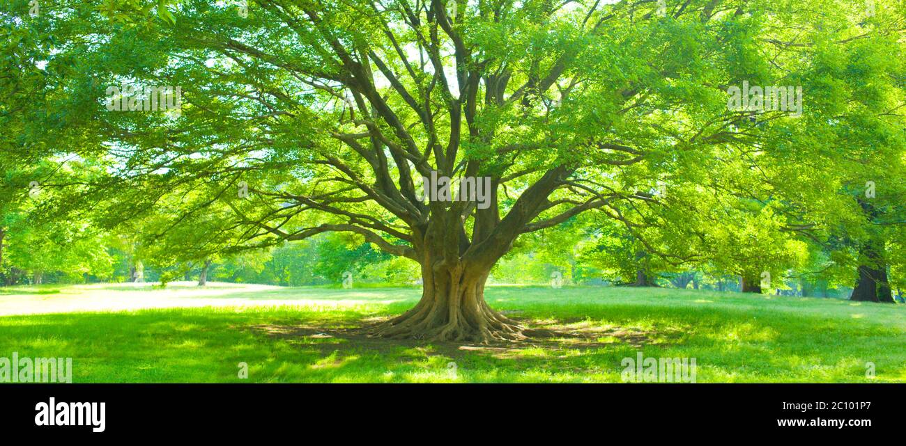 Lawn with tree hi-res stock photography and images - Alamy