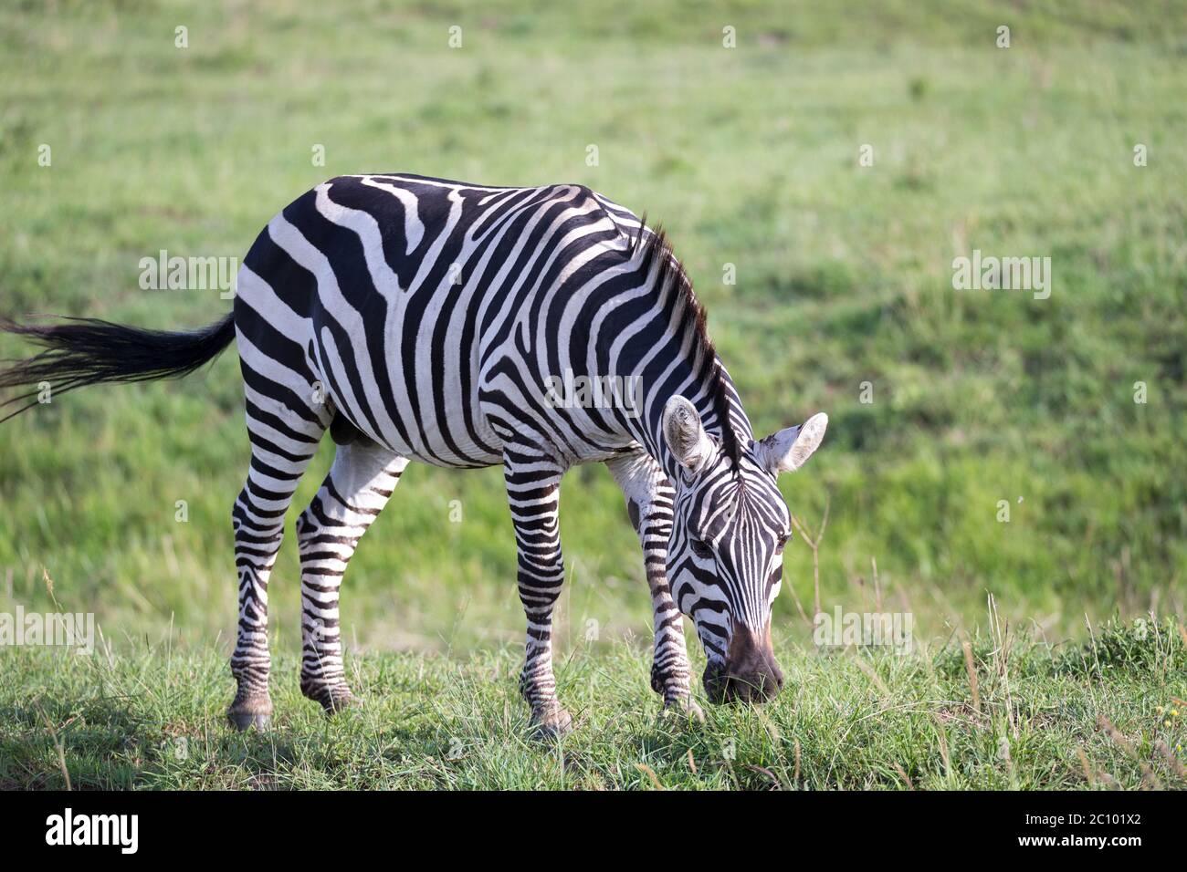 One zebra in the green landscape of a national park in Kenya Stock ...