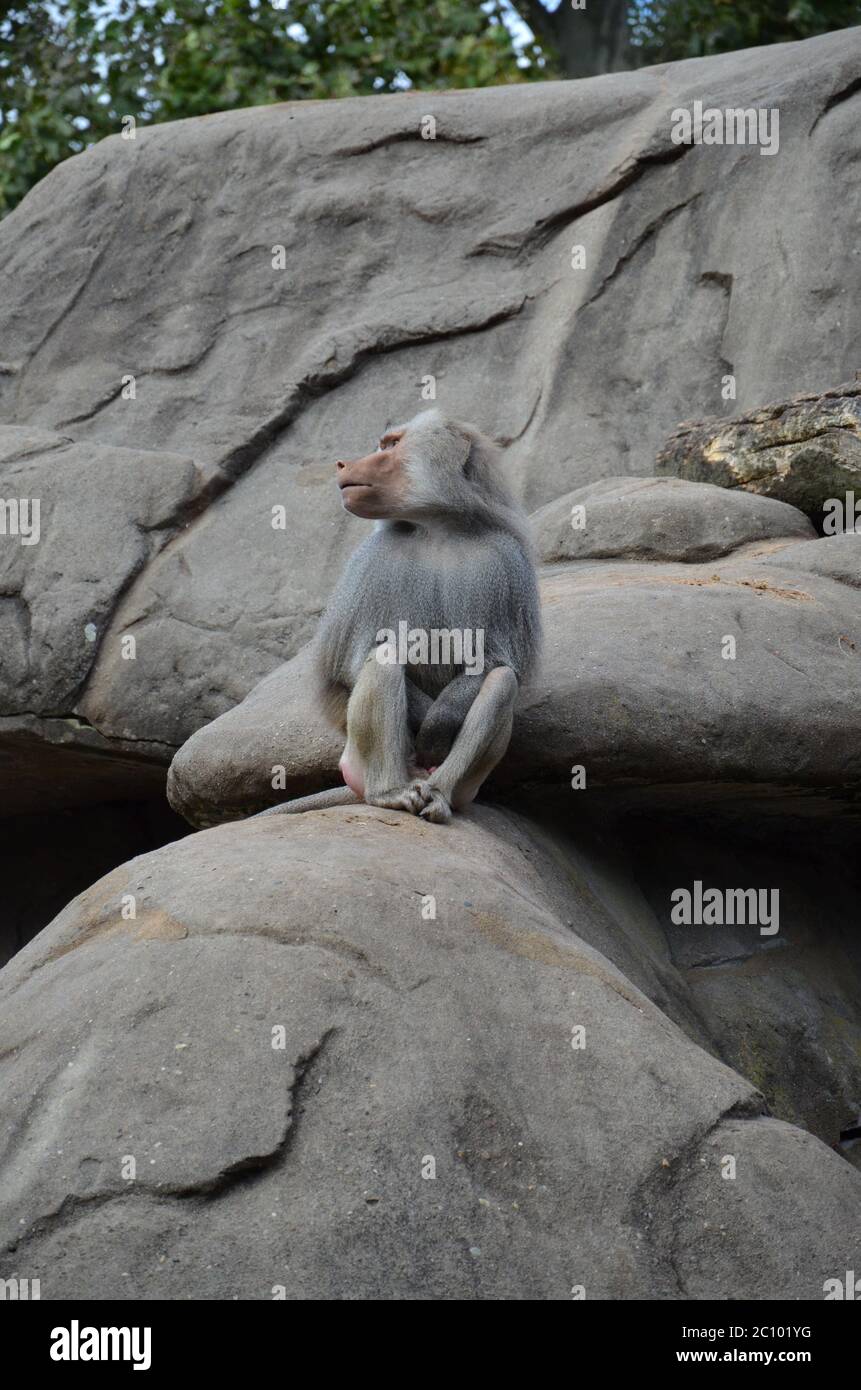 Monkey genitals hi-res stock photography and images - Alamy