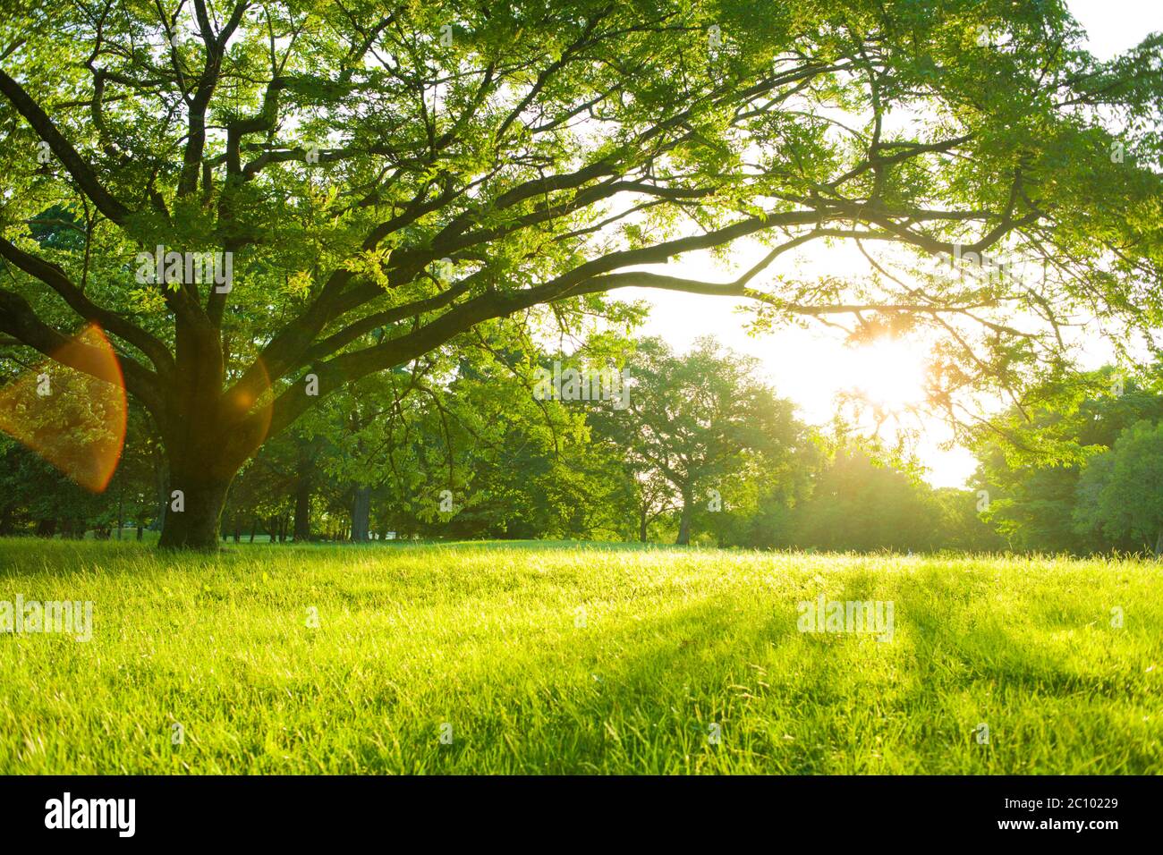 Sunshine tree hi-res stock photography and images - Alamy