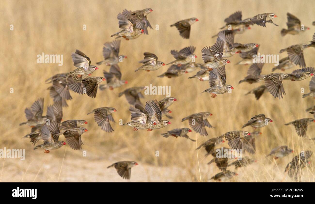 swarm of quela small birds Stock Photo - Alamy
