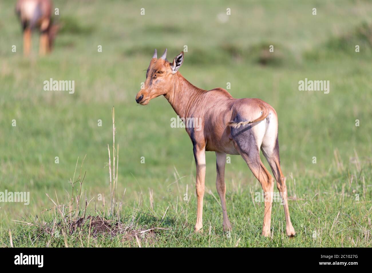 Topi female hi-res stock photography and images - Alamy