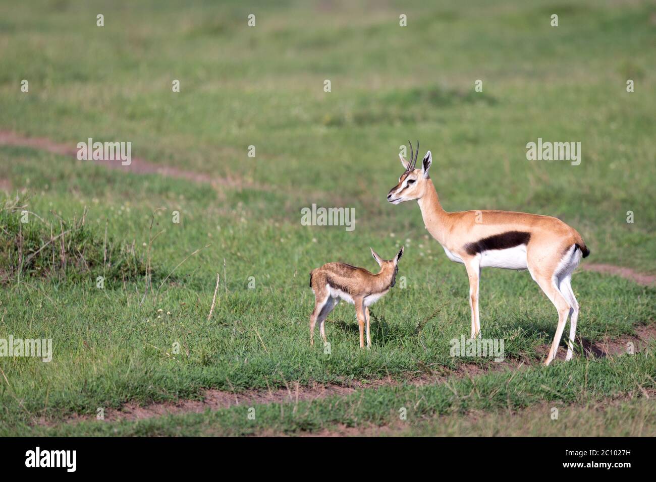 One Thomson's gazelle with her offspring in the savanna Stock Photo - Alamy