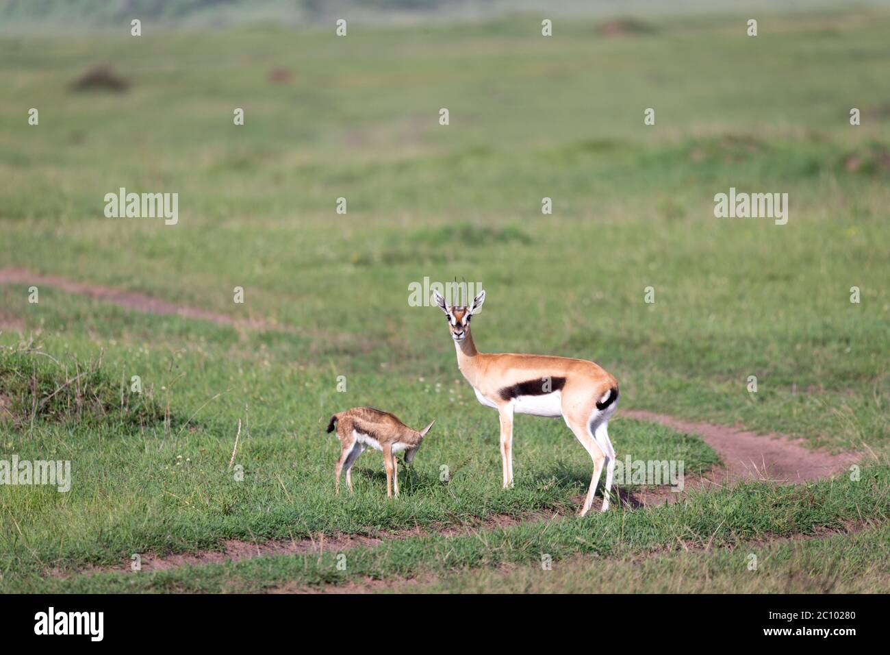 One Thomson's gazelle with her offspring in the savanna Stock Photo - Alamy