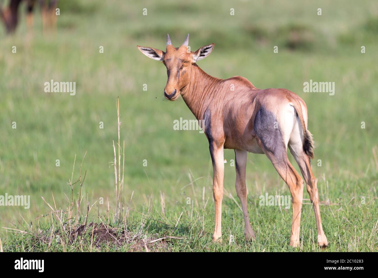The Topi antelope in the Kenyan savanna in the middle of the grass ...