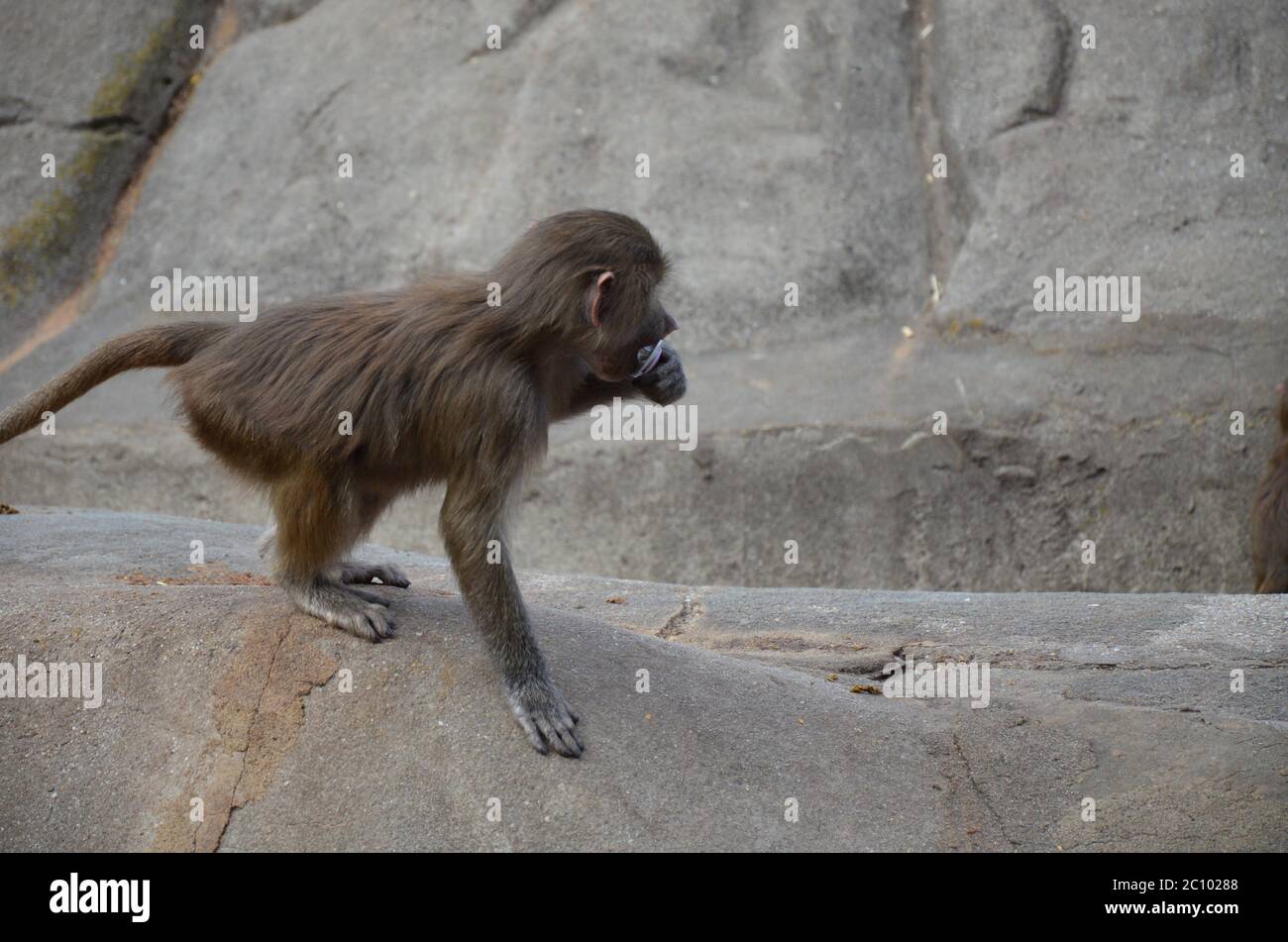 Monkey genitals High Resolution Stock Photography and Images - Alamy
